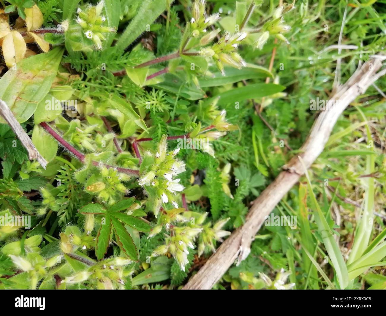Sticky mouse-ear chickweed (Cerastium glomeratum) Plantae Stock Photo ...