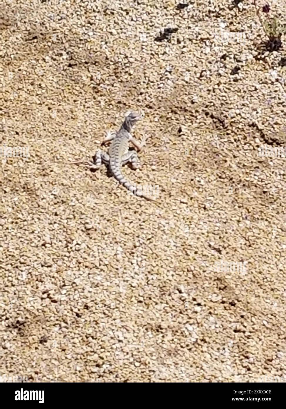 Zebra-tailed Lizard (Callisaurus draconoides) Reptilia Stock Photo - Alamy