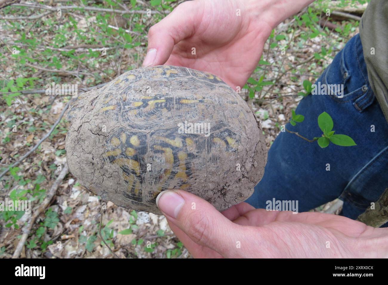 Eastern Box Turtle (Terrapene carolina carolina) Reptilia Stock Photo ...