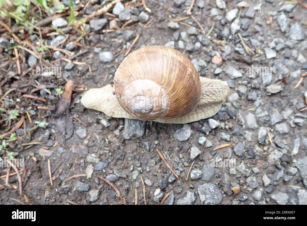 Roman Snail (Helix pomatia) Mollusca Stock Photo - Alamy