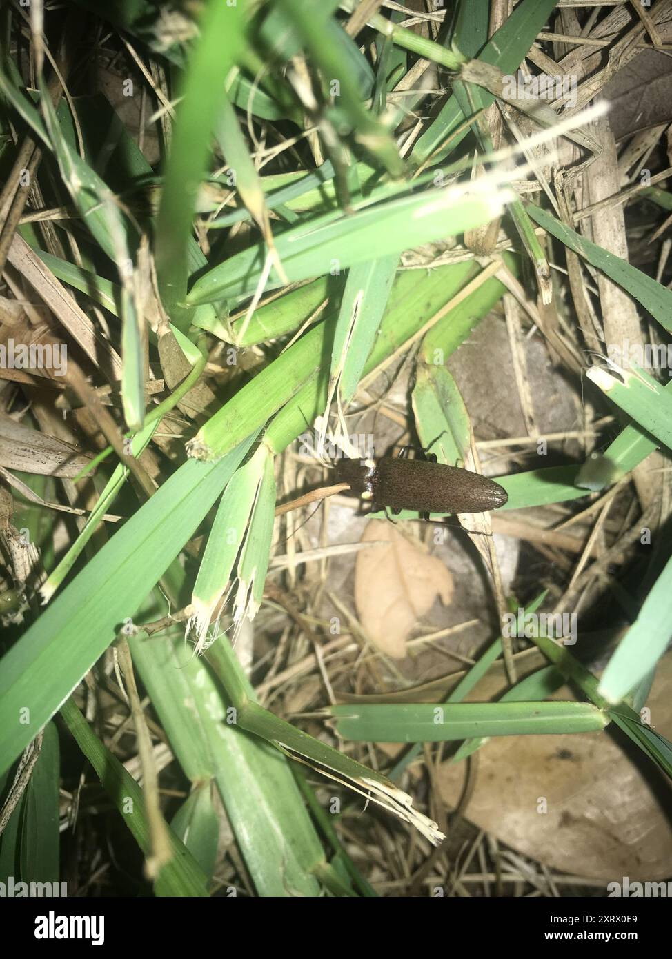 Headlight Beetles (Pyrophorini) Insecta Stock Photo - Alamy