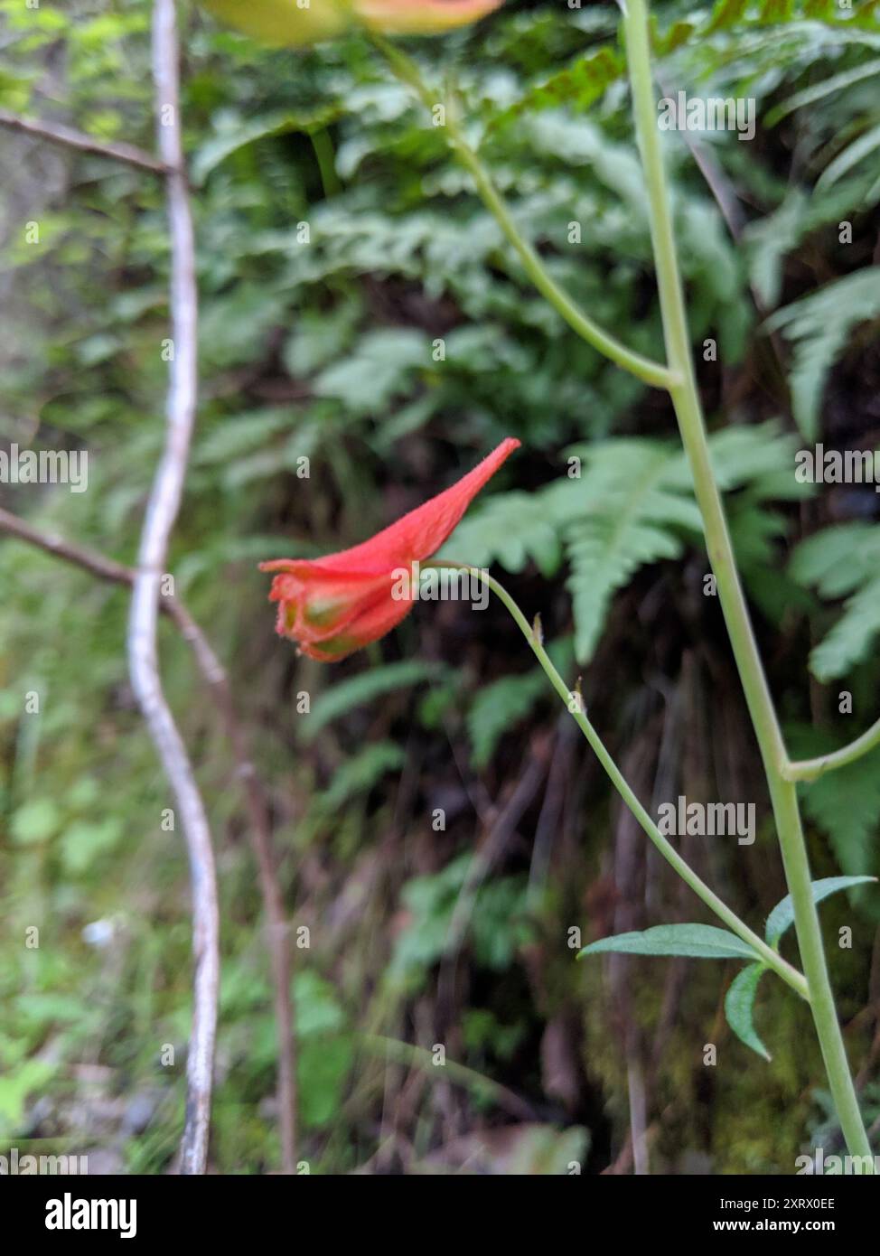 Red larkspur (Delphinium nudicaule) Plantae Stock Photo - Alamy