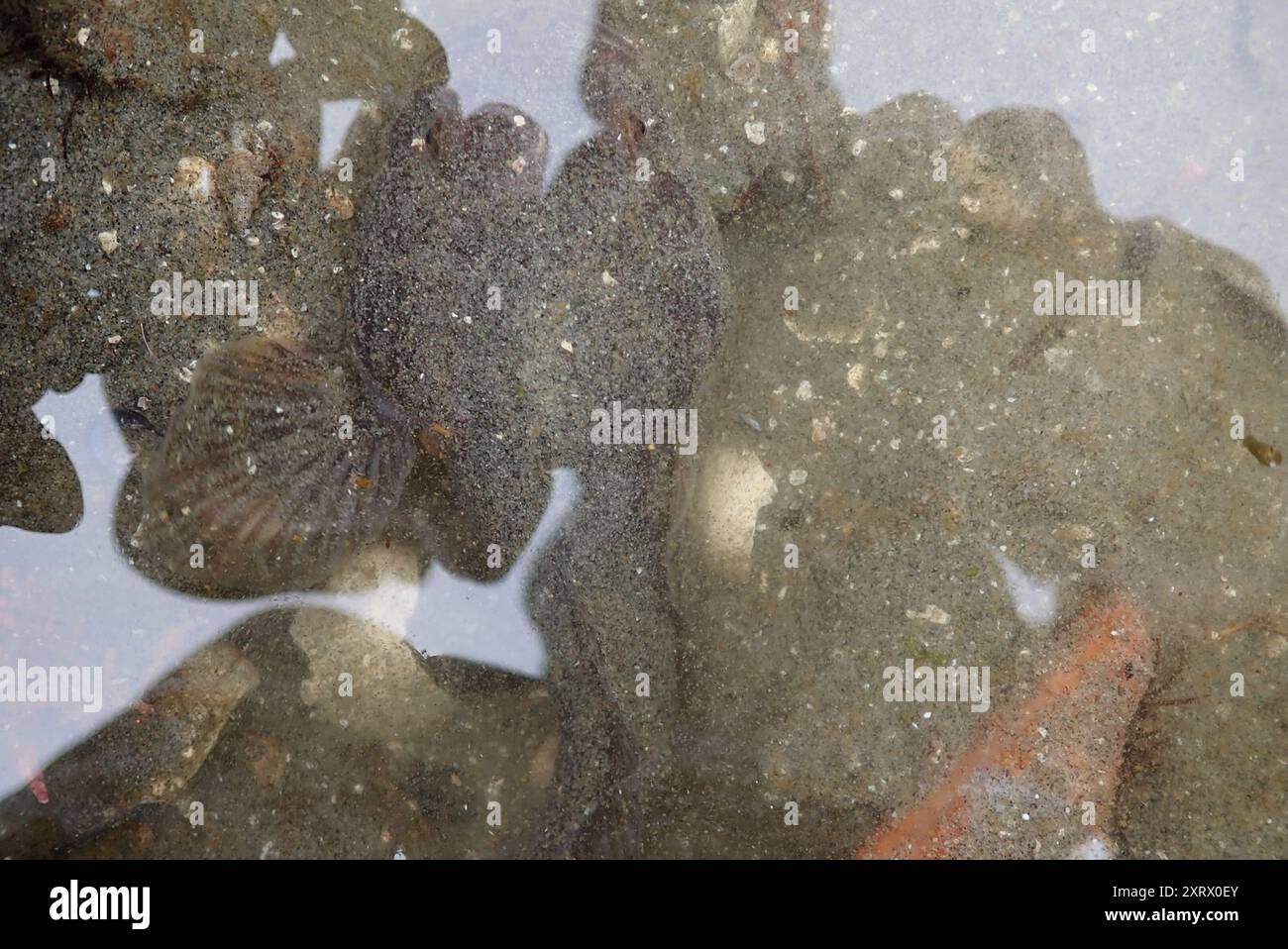Plainfin hi-res stock photography and images - Alamy