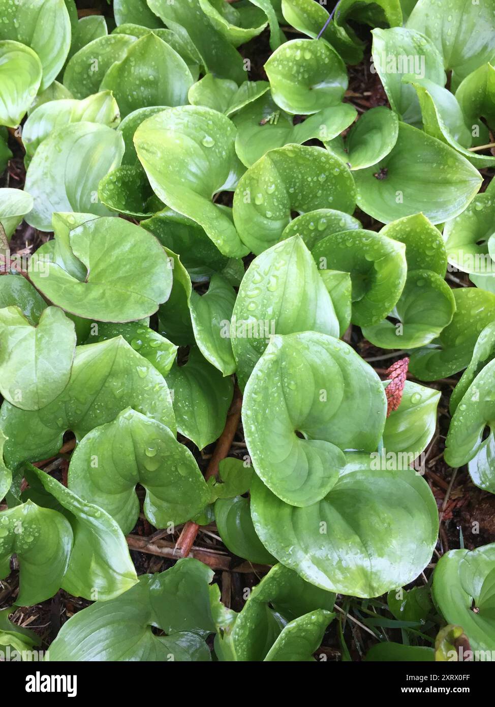 Western Lily of the Valley (Maianthemum dilatatum) Plantae Stock Photo ...