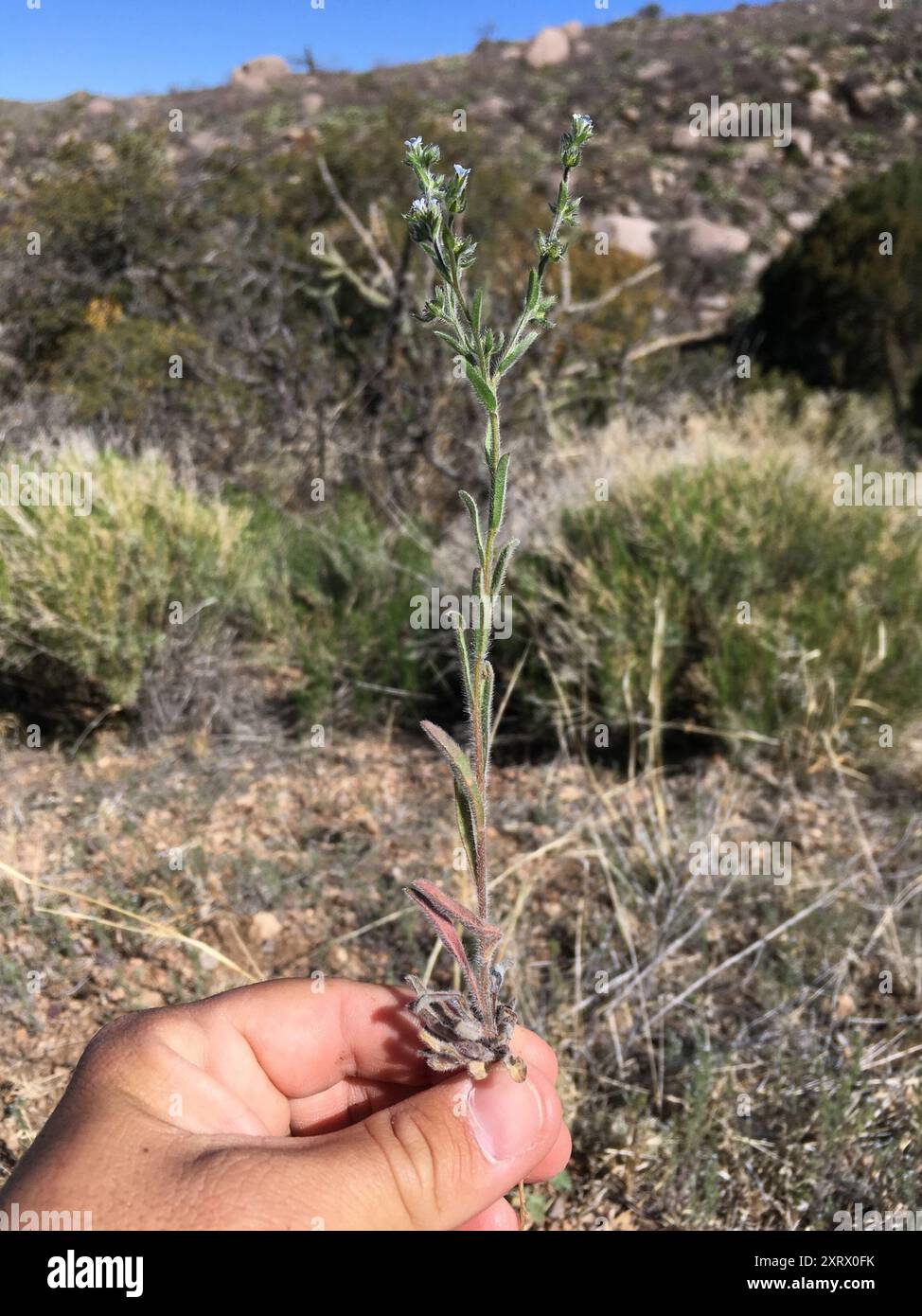 (Lappula occidentalis occidentalis) Plantae Stock Photo - Alamy