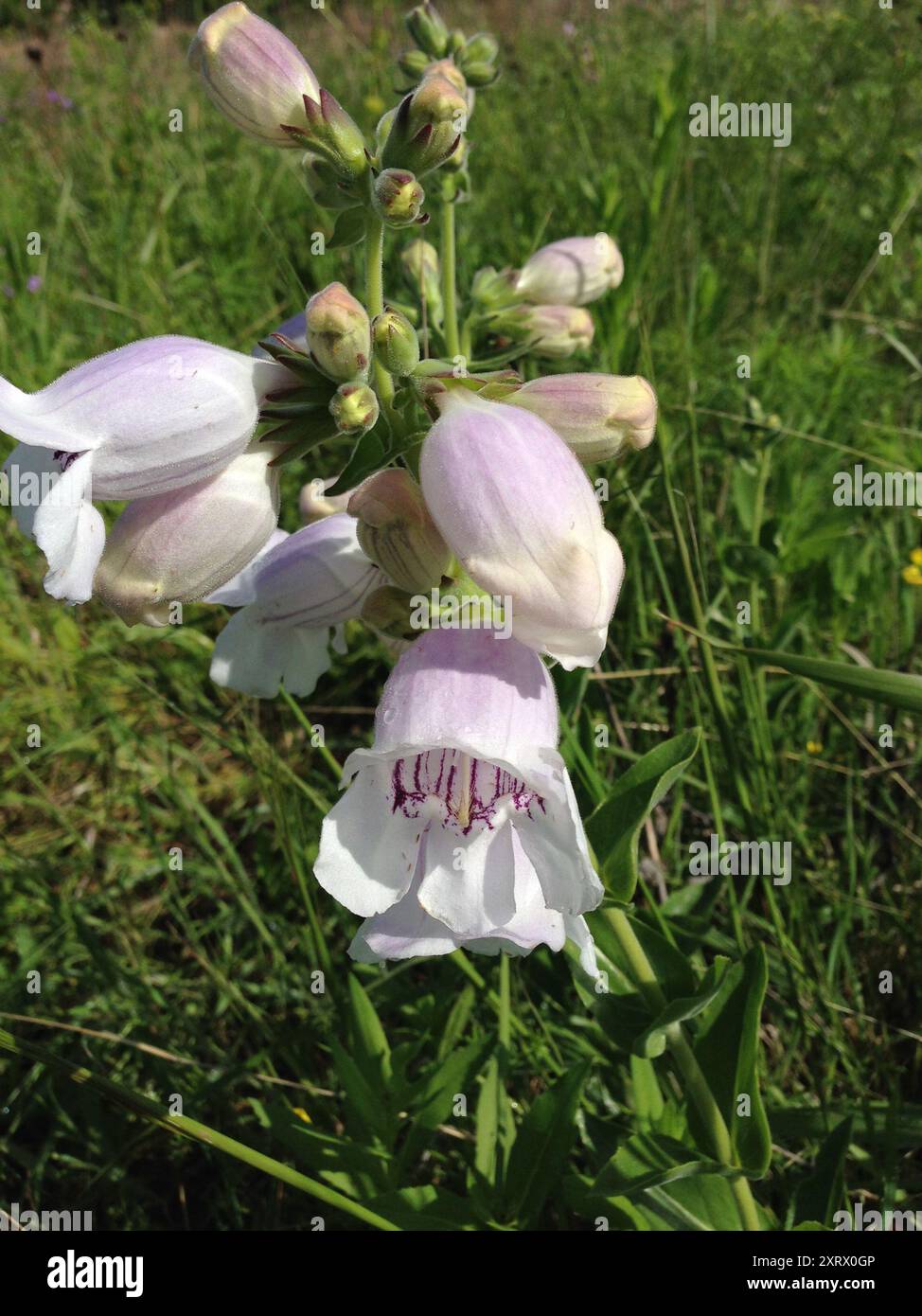 cobaea beardtongue (Penstemon cobaea) Plantae Stock Photo - Alamy