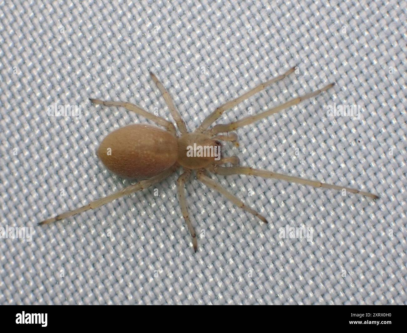 Longlegged Sac Spiders (Cheiracanthium) Arachnida Stock Photo - Alamy