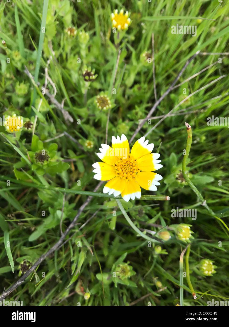 tidy tips (Layia platyglossa) Plantae Stock Photo - Alamy