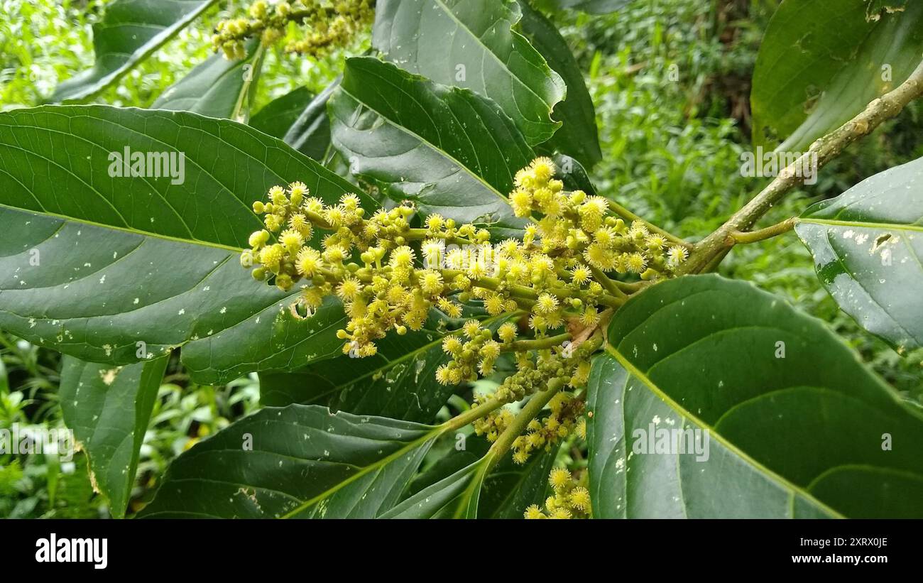 (Claoxylon carolinianum) Plantae Stock Photo - Alamy