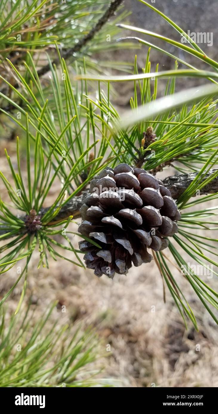pitch pine (Pinus rigida) Plantae Stock Photo - Alamy