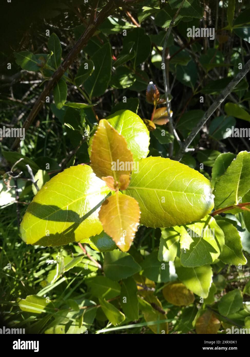 Coastal Spoonwood (Cassine peragua barbara) Plantae Stock Photo - Alamy