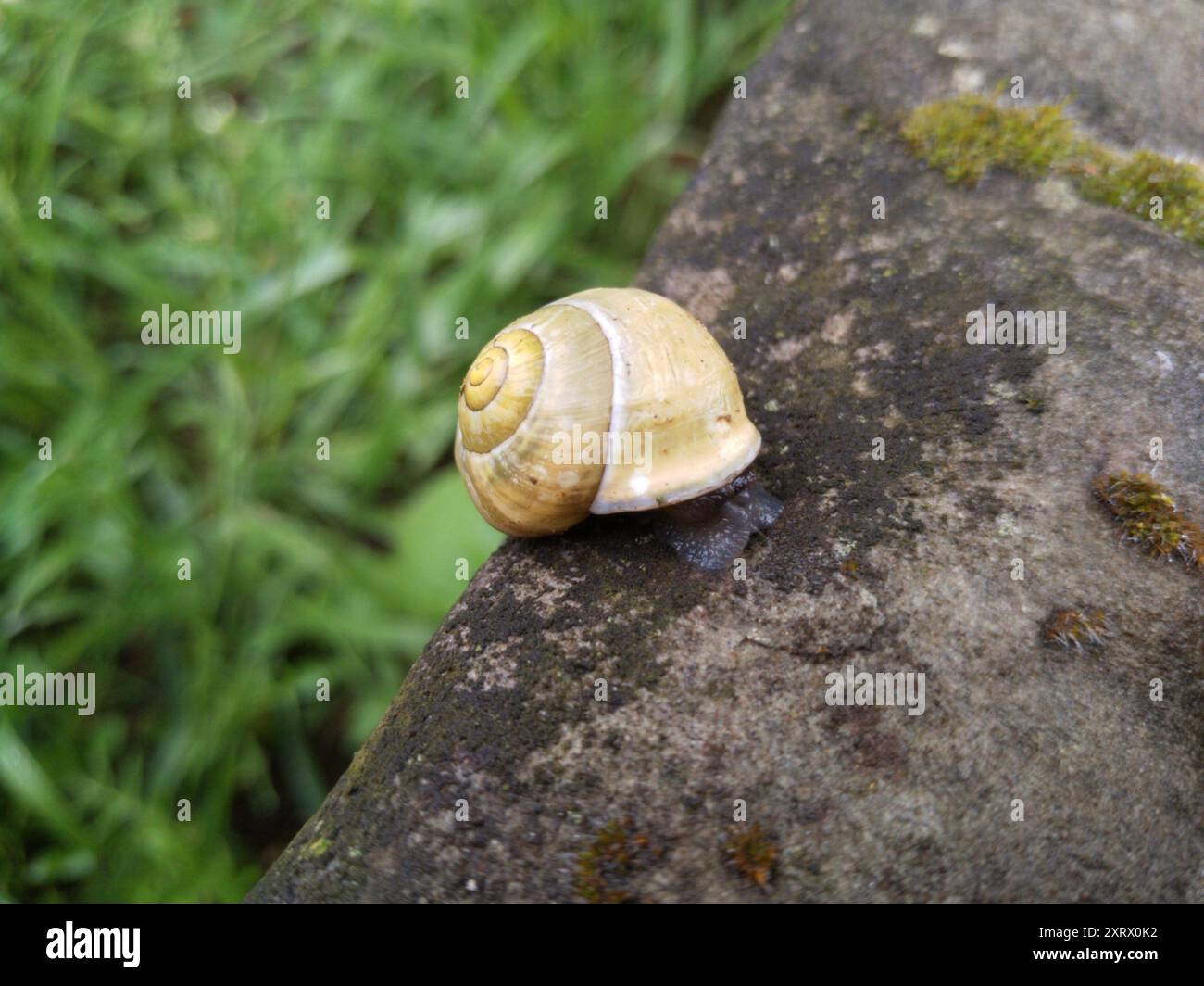 Brown-lipped Snail (Cepaea nemoralis) Mollusca Stock Photo - Alamy