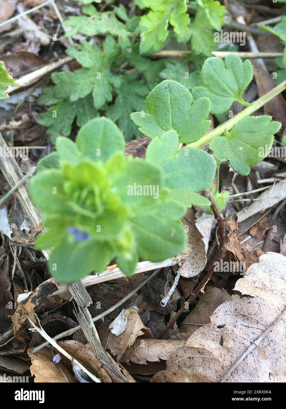 Ivy-leaved Speedwell (Veronica hederifolia) Plantae Stock Photo - Alamy