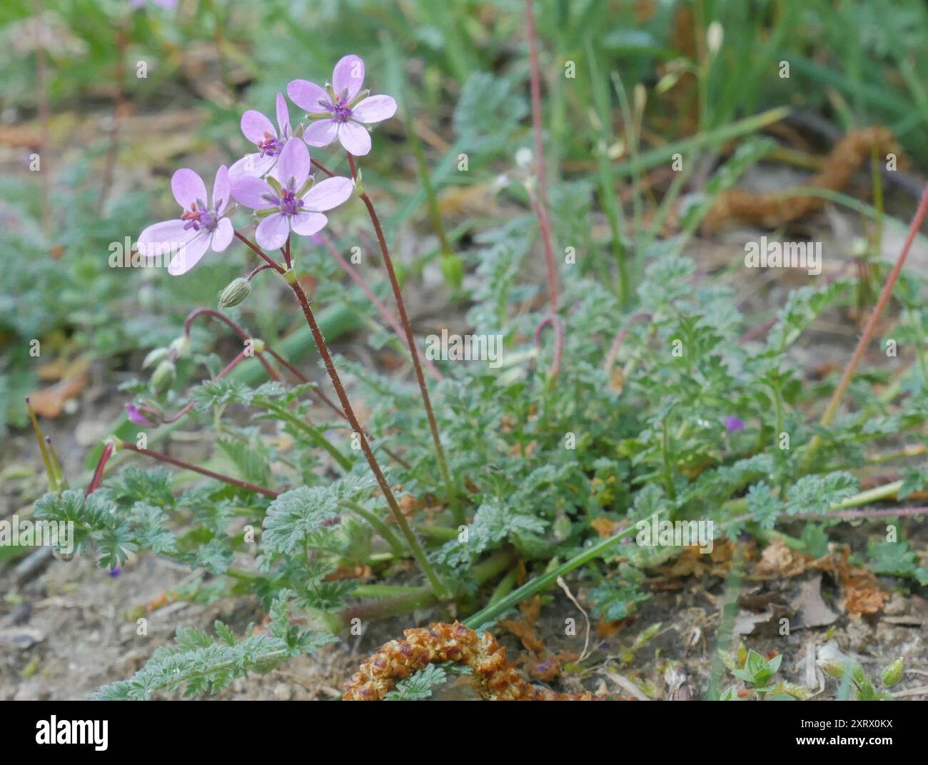 Redstem Stork's-bill (Erodium cicutarium) Plantae Stock Photo - Alamy