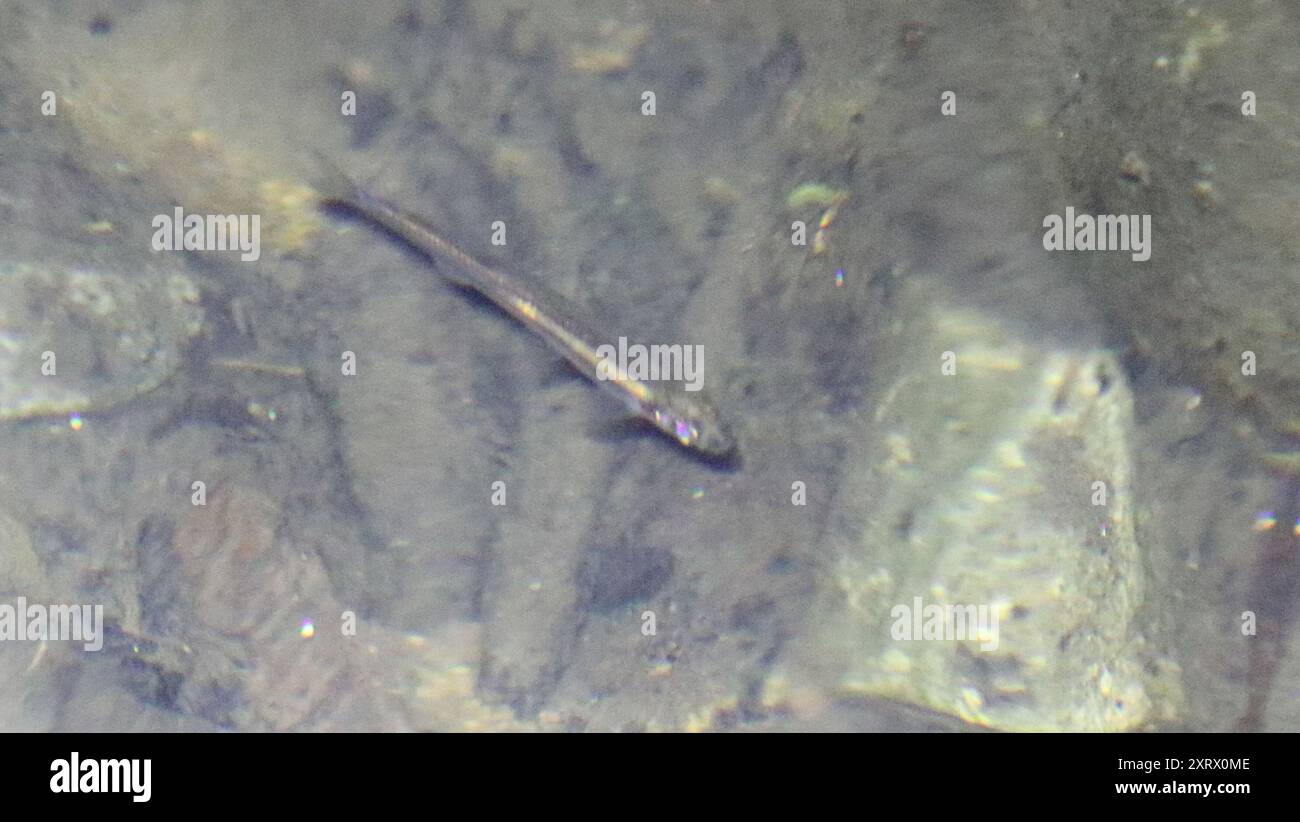 Australian Smelt (Retropinna semoni) Actinopterygii Stock Photo - Alamy