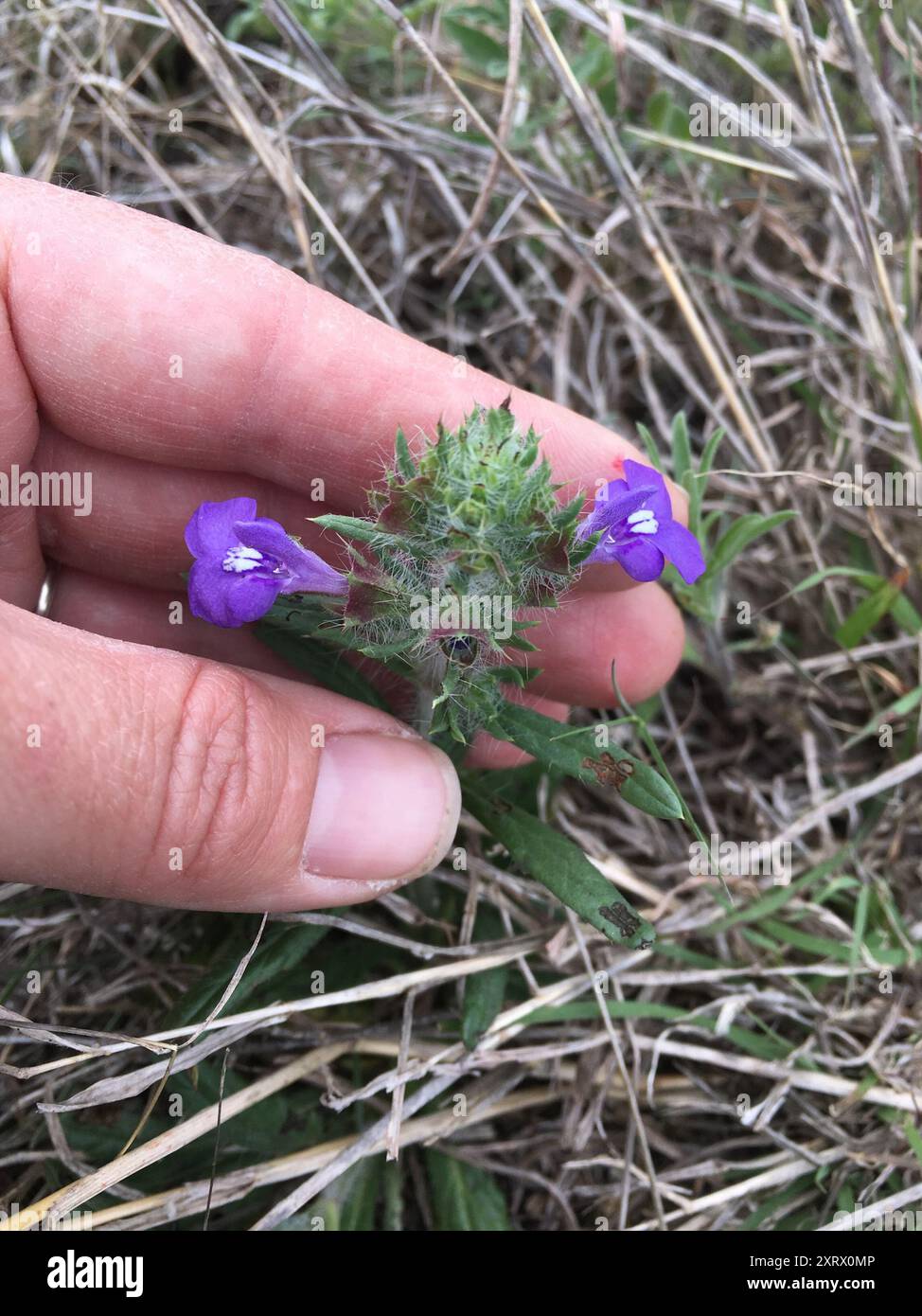 Texas Sage (Salvia texana) Plantae Stock Photo - Alamy