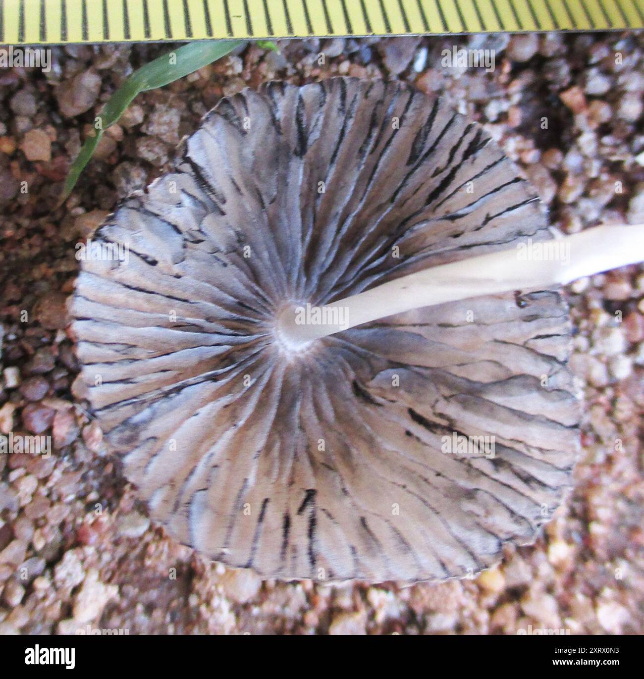 pleated inkcap (Parasola plicatilis) Fungi Stock Photo - Alamy