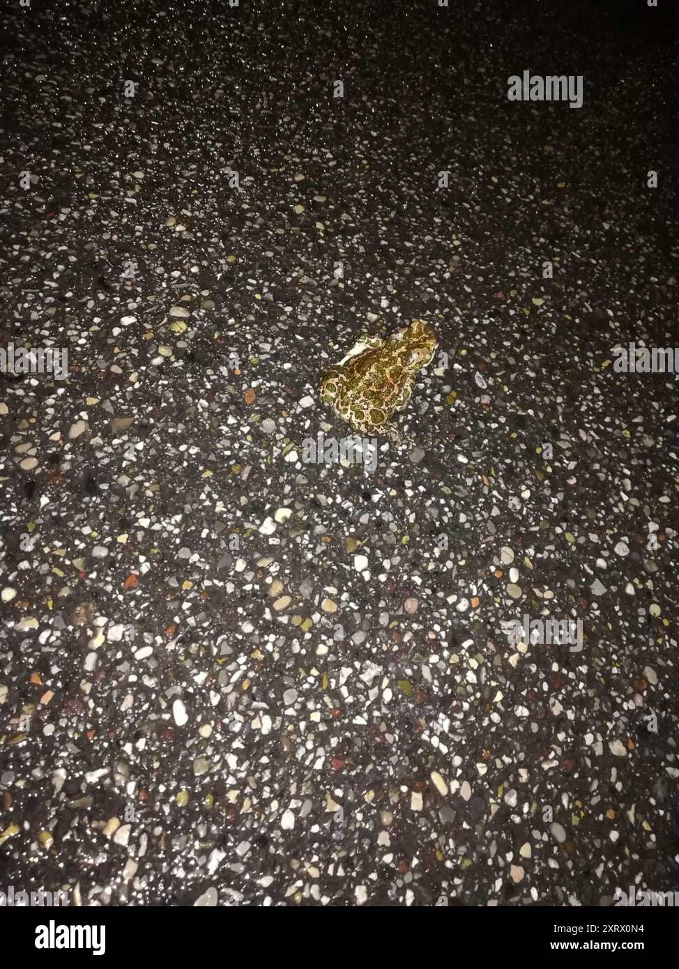Balearic Green Toad (Bufotes viridis balearicus) Amphibia Stock Photo ...