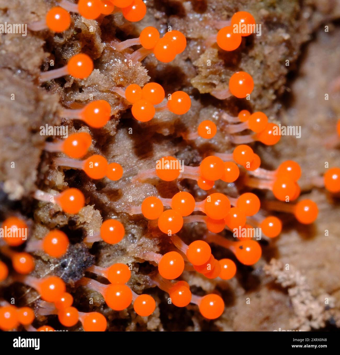 True slime molds hi-res stock photography and images - Alamy