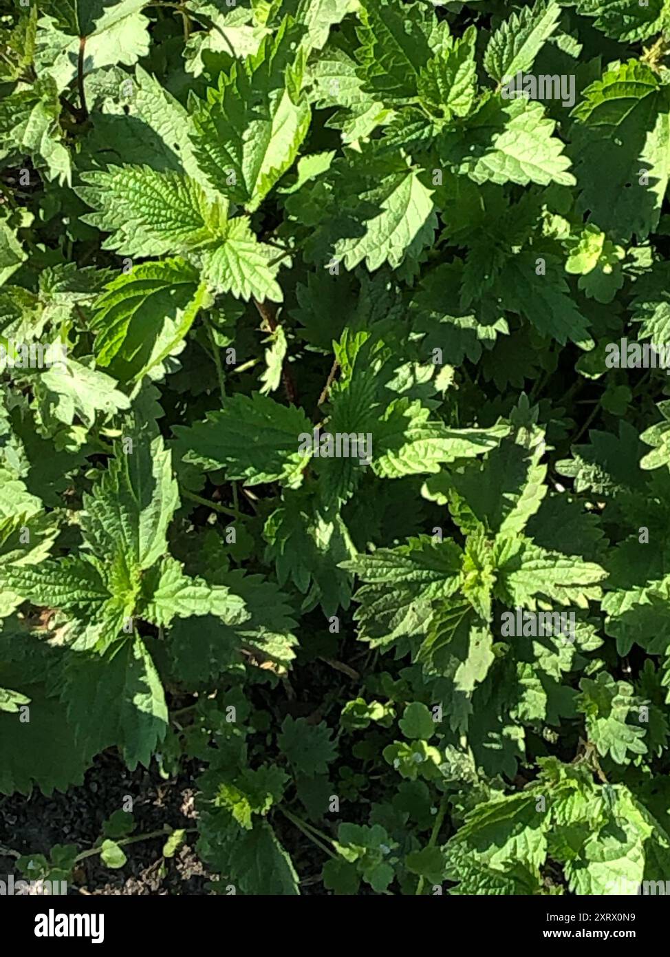 Dwarf Nettle (Urtica urens) Plantae Stock Photo - Alamy