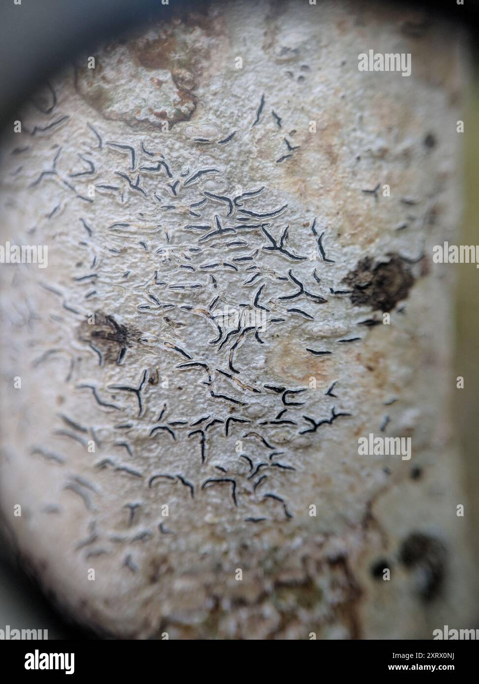 Common Script Lichen (Graphis scripta) Fungi Stock Photo - Alamy