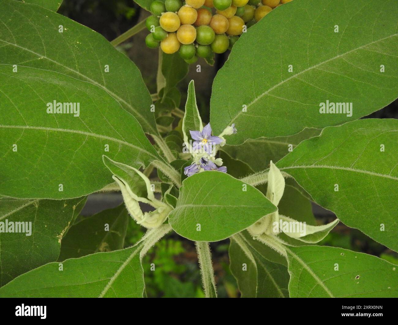 bugweed (Solanum mauritianum) Plantae Stock Photo - Alamy