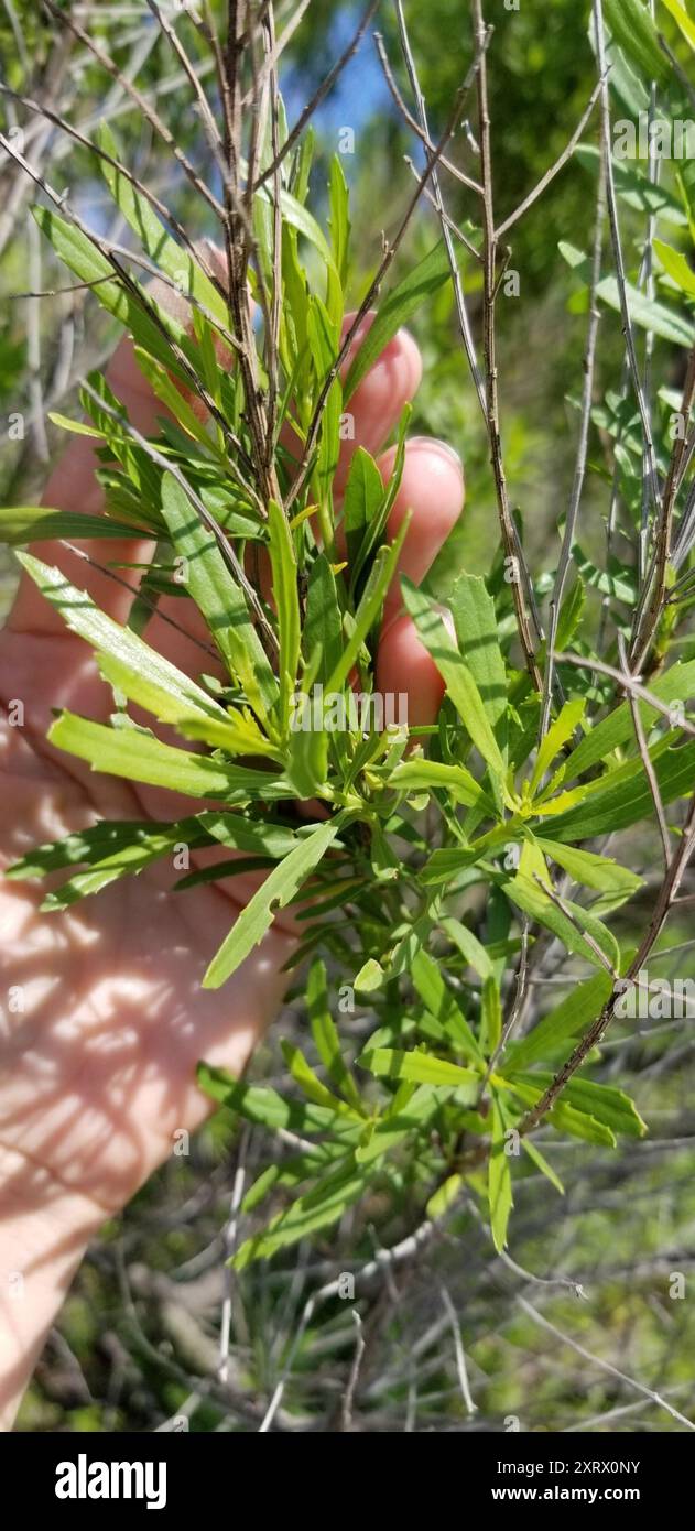 Poverty Weed (Baccharis neglecta) Plantae Stock Photo - Alamy
