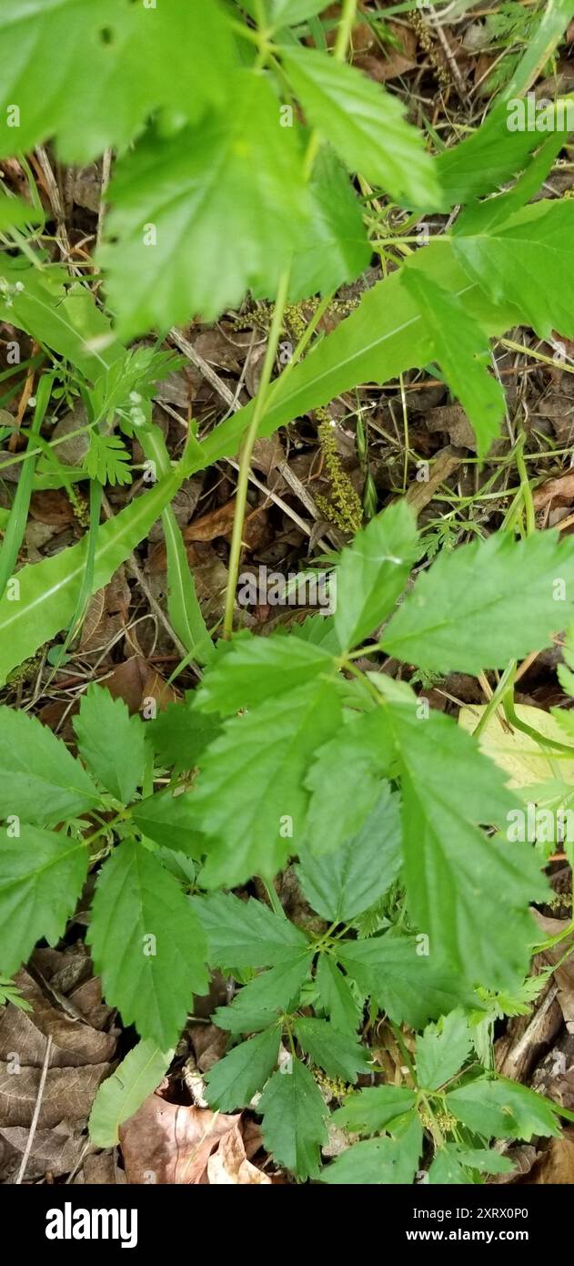 southern dewberry (Rubus trivialis) Plantae Stock Photo - Alamy