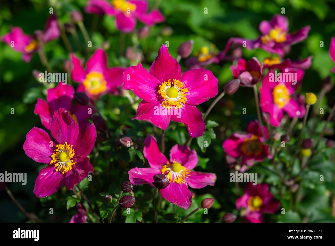 Anemone hupehensis fantasy red riding hood hi-res stock photography and ...