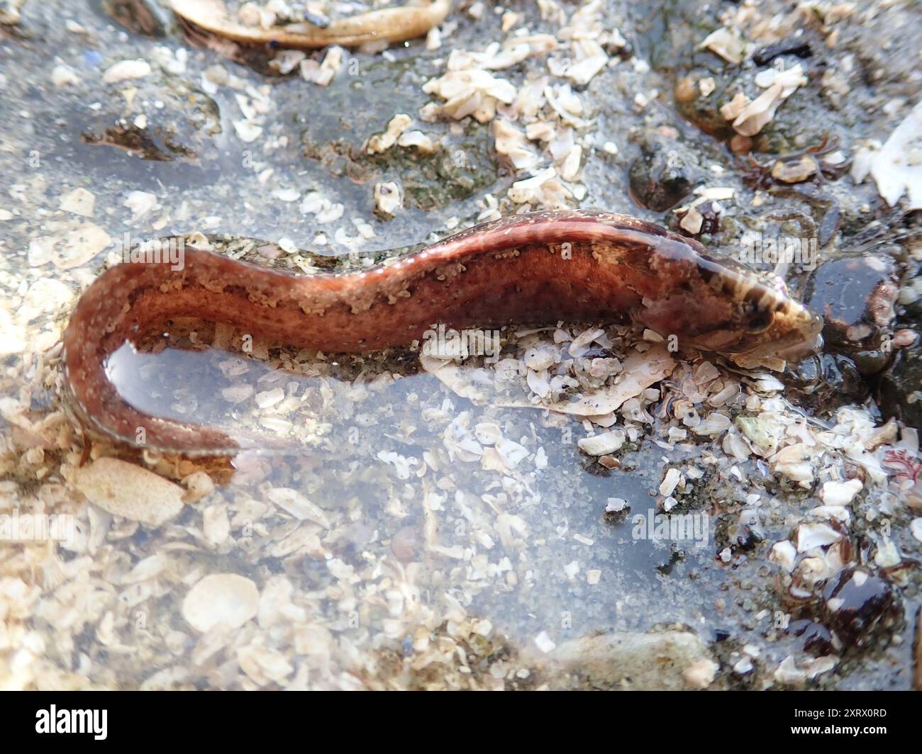 High Cockscomb (Anoplarchus purpurescens) Actinopterygii Stock Photo ...