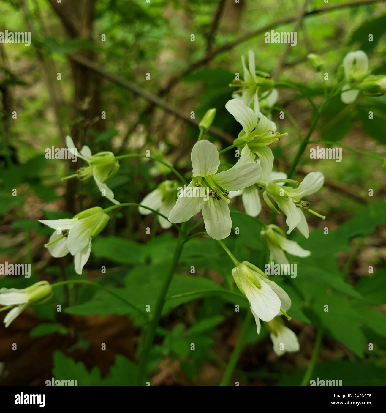 Two-leaved Toothwort (Cardamine diphylla) Plantae Stock Photo - Alamy