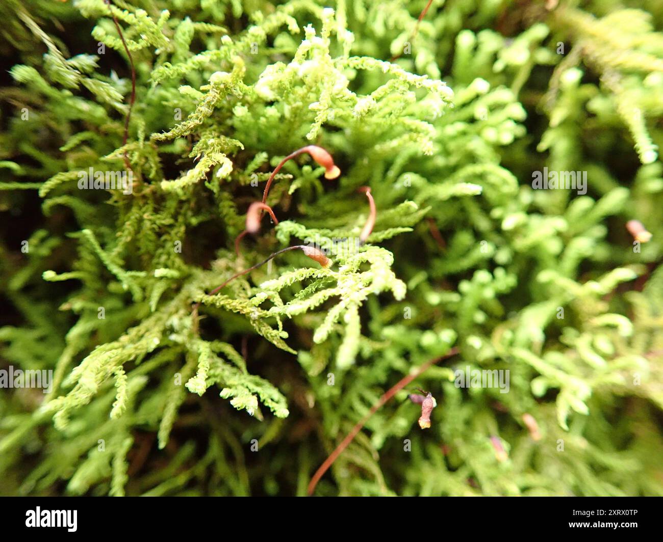 crispleaf roughmoss (Claopodium crispifolium) Plantae Stock Photo - Alamy