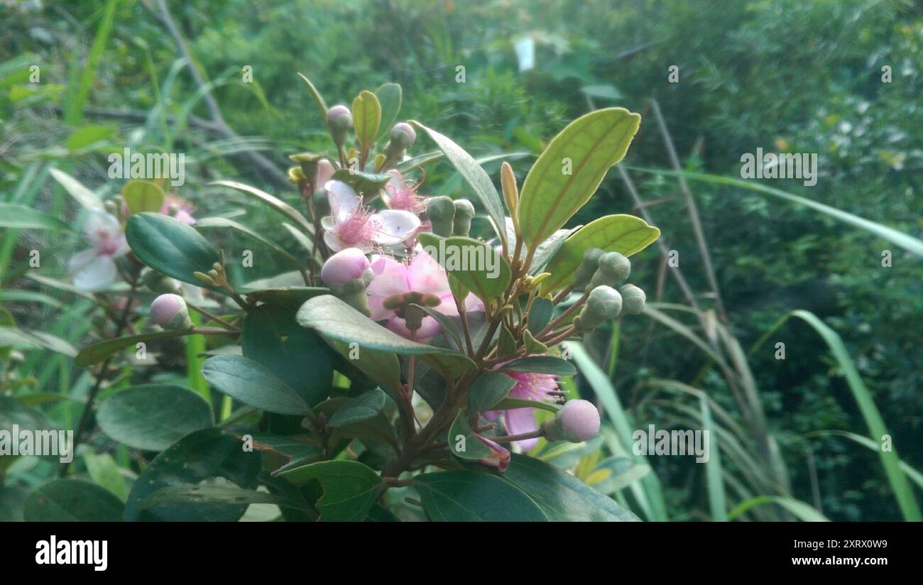 Rose Myrtle (Rhodomyrtus tomentosa) Plantae Stock Photo - Alamy