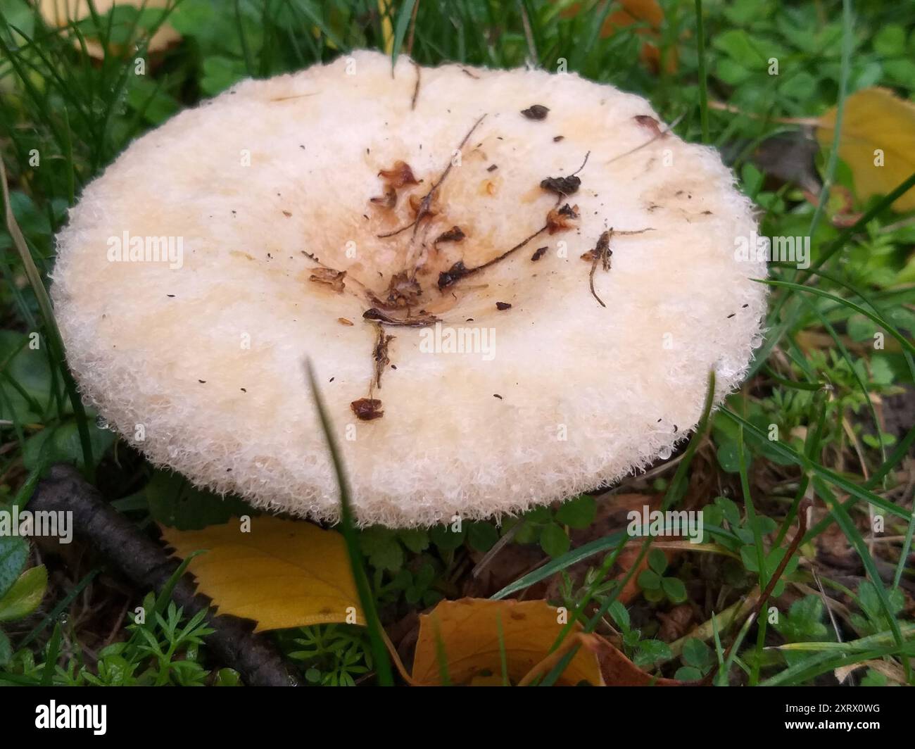 Downy milk cap (Lactarius pubescens) Fungi Stock Photo - Alamy