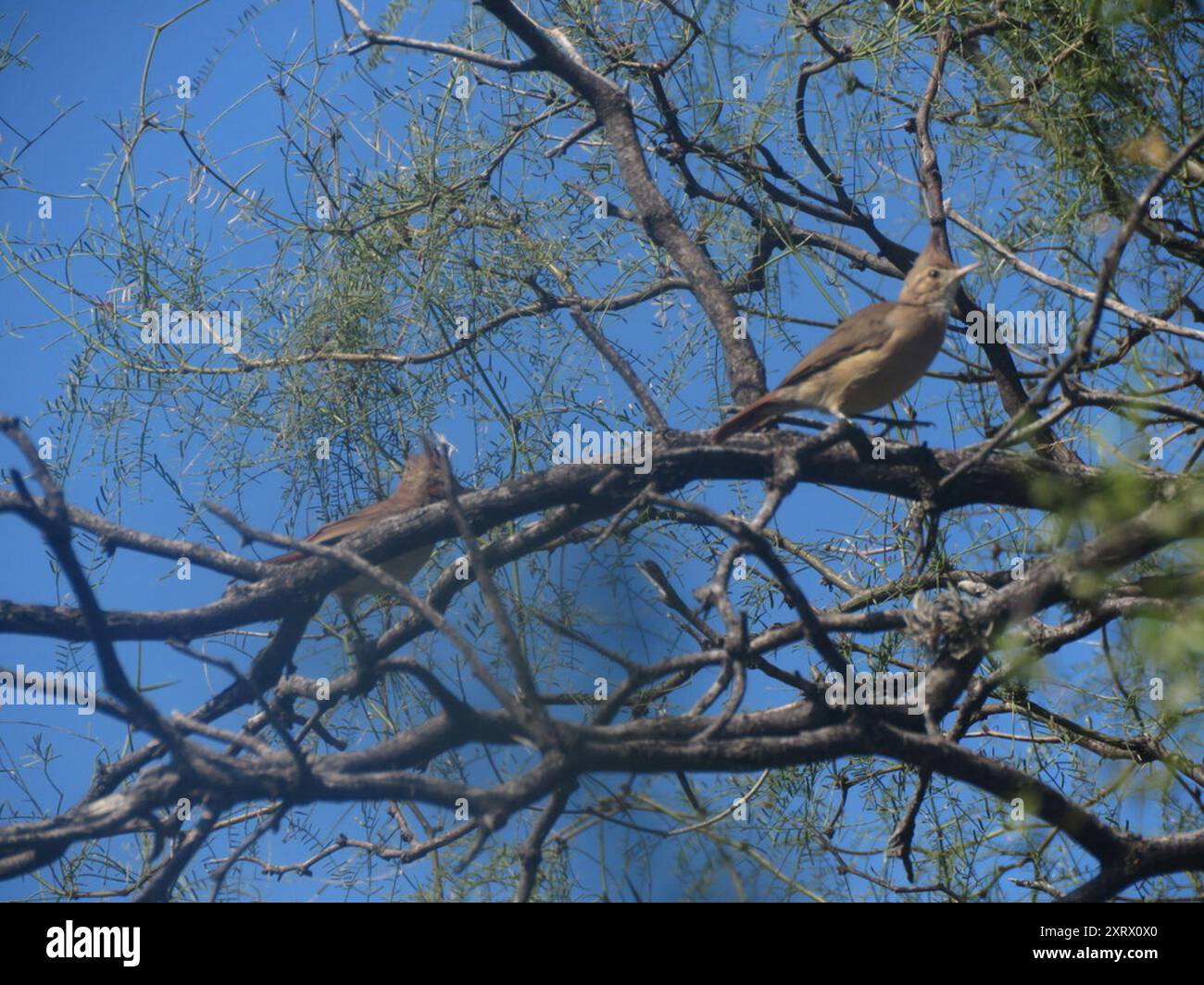 Crested Hornero (Furnarius cristatus) Aves Stock Photo - Alamy