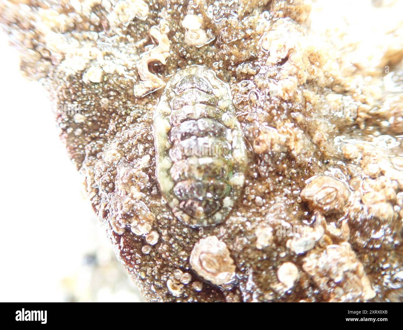 Chitons (Polyplacophora) Mollusca Stock Photo - Alamy