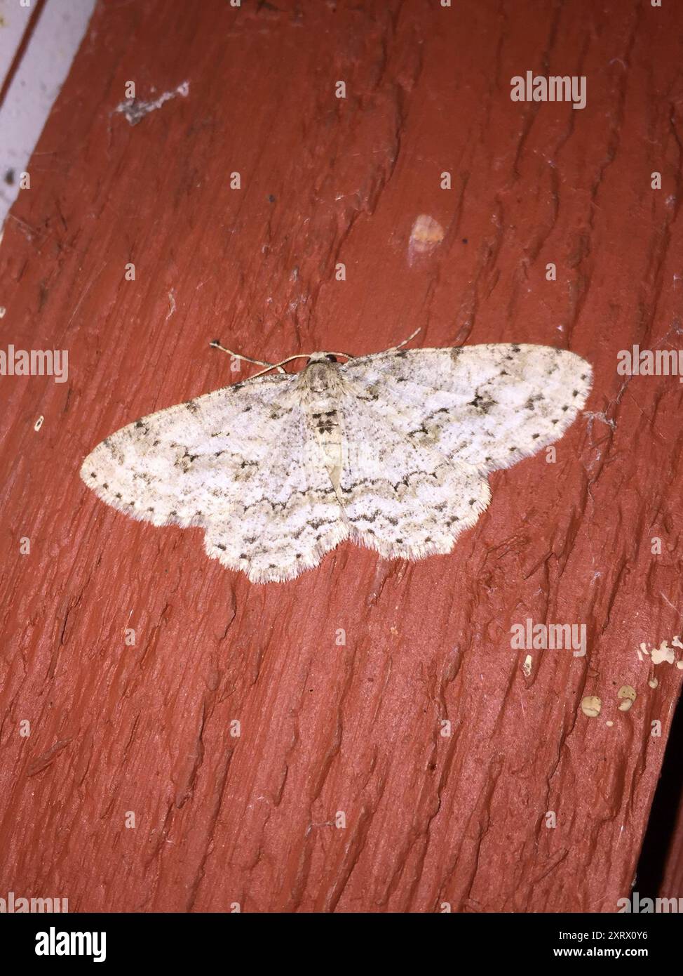 Small Engrailed (Ectropis crepuscularia) Insecta Stock Photo - Alamy