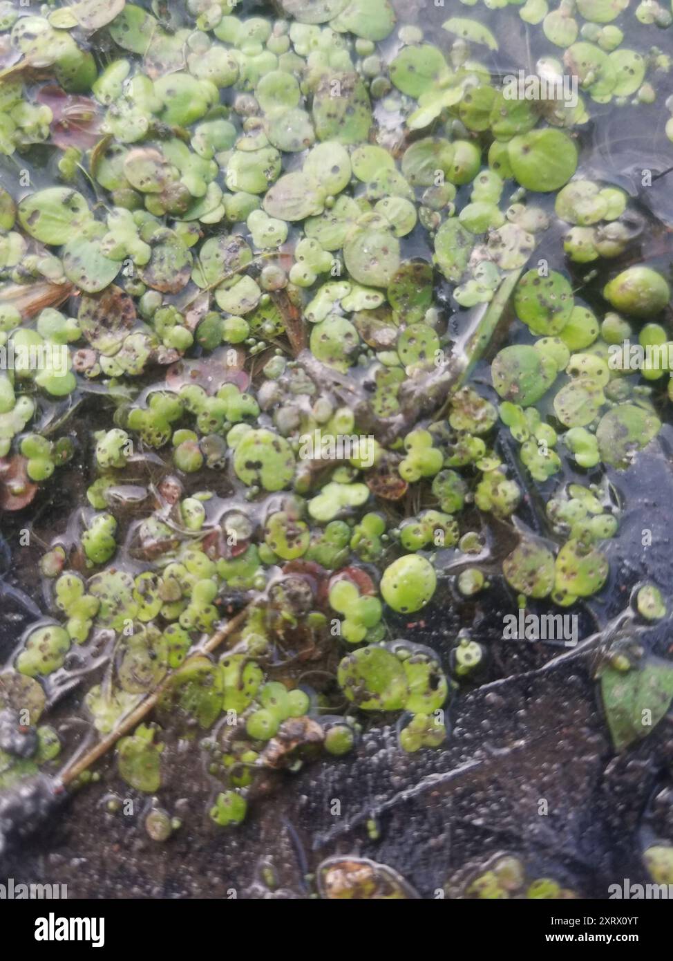 greater duckweed (Spirodela polyrhiza) Plantae Stock Photo - Alamy