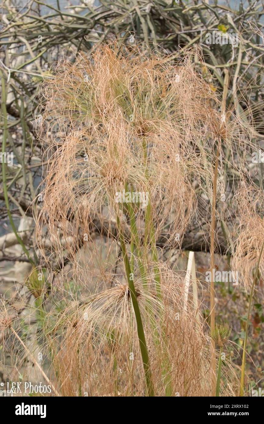 Papyrus sedge (Cyperus papyrus) Plantae Stock Photo - Alamy