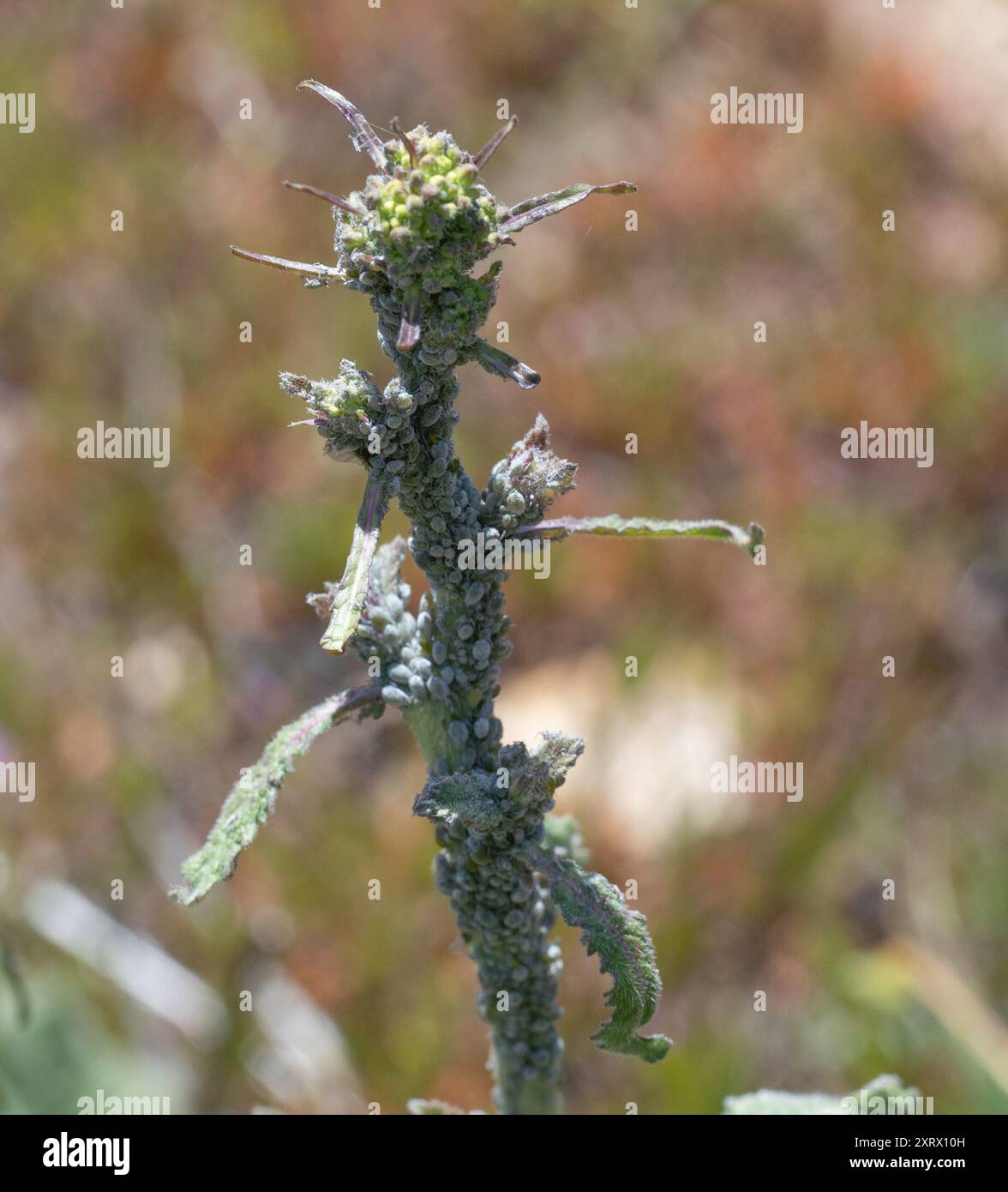 Cabbage Aphid (Brevicoryne brassicae) Insecta Stock Photo - Alamy