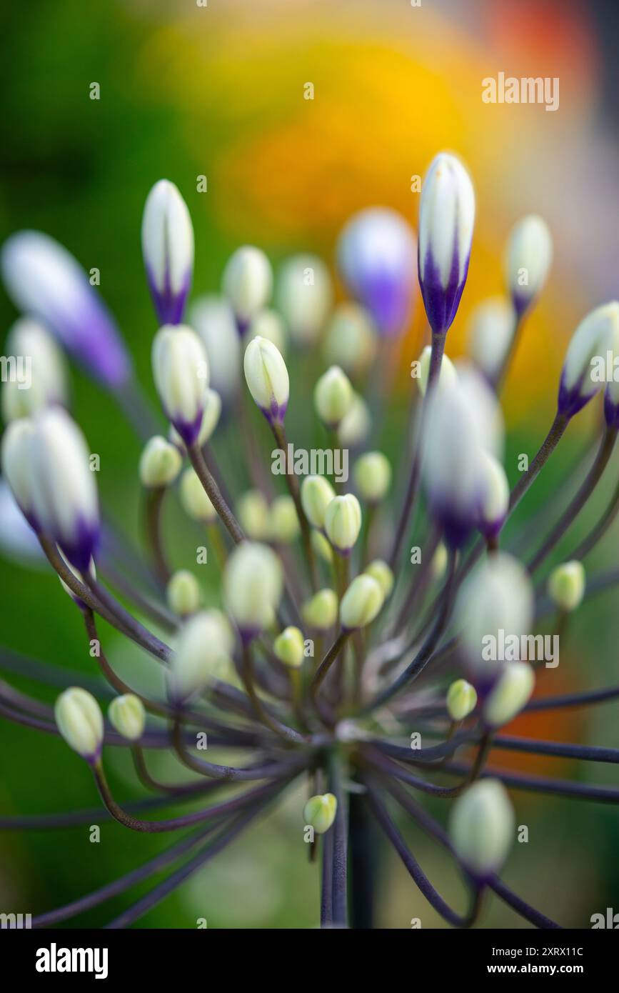Agapanthus 'Fireworks' a late summer flowering perennial with large ...
