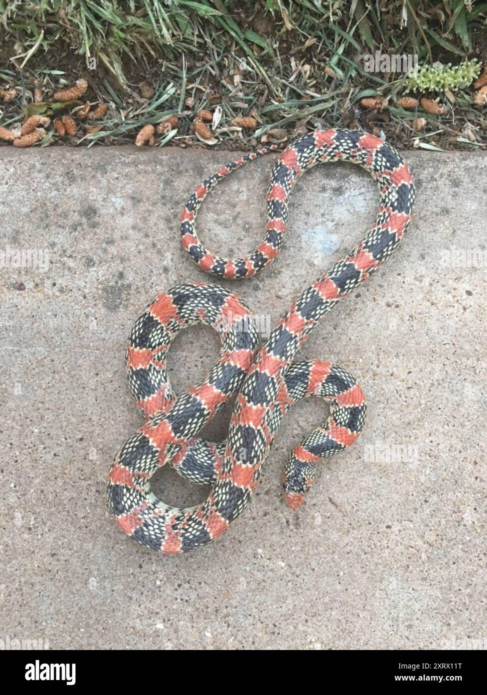 Long-nosed Snake (Rhinocheilus lecontei) Reptilia Stock Photo - Alamy