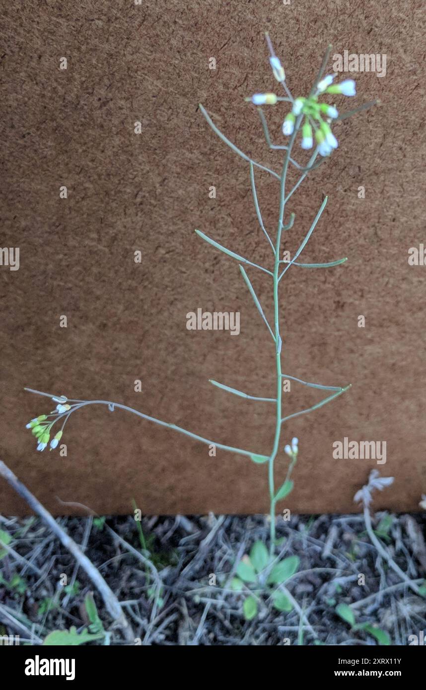 mouse-ear cress (Arabidopsis thaliana) Plantae Stock Photo - Alamy