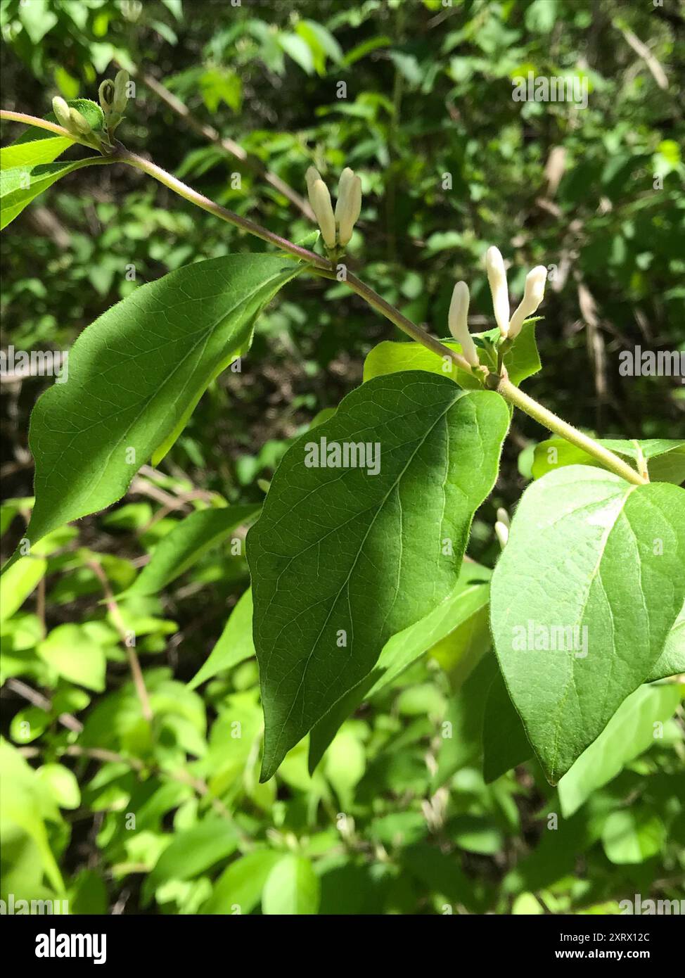 Amur honeysuckle (Lonicera maackii) Plantae Stock Photo - Alamy