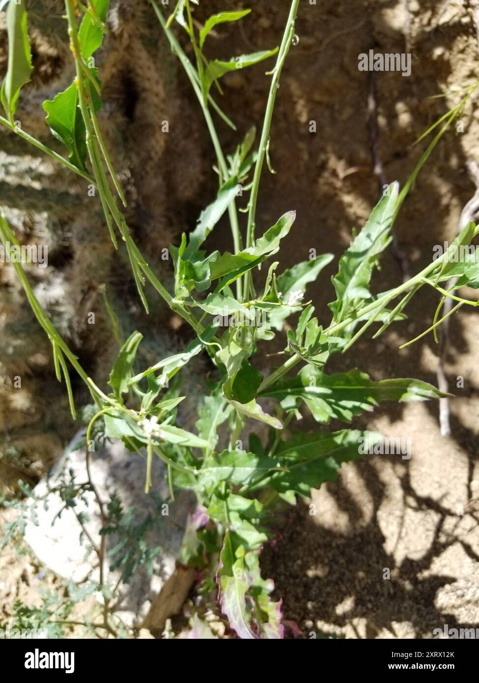 California mustard (Caulanthus lasiophyllus) Plantae Stock Photo - Alamy