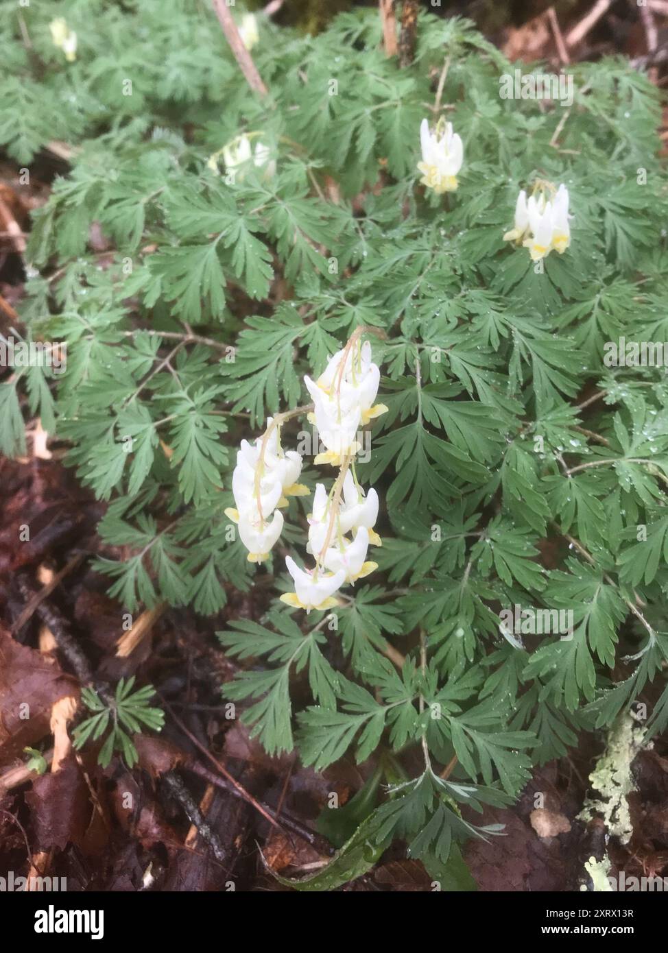 Dutchman's breeches (Dicentra cucullaria) Plantae Stock Photo - Alamy