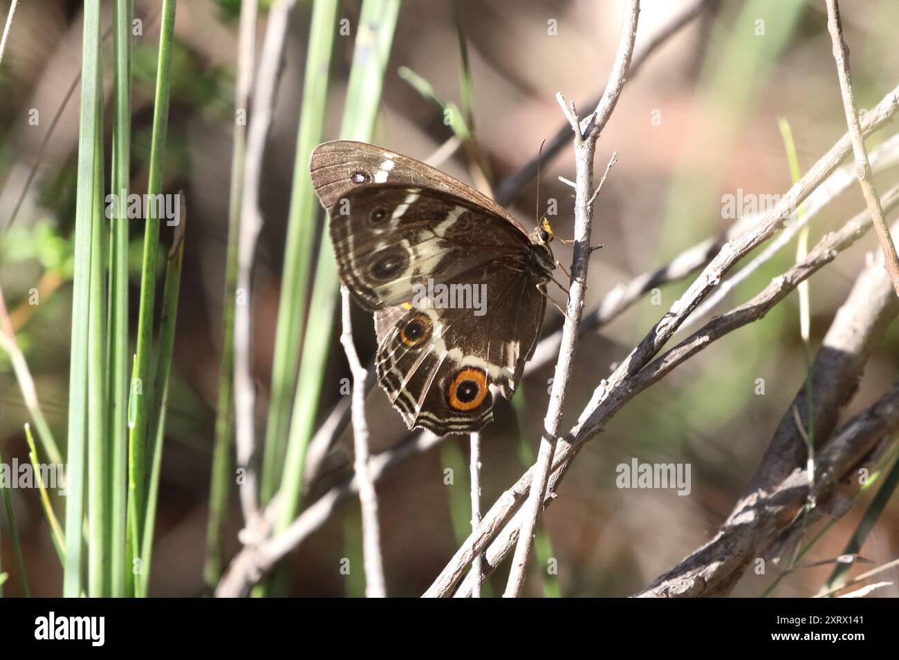 Swordgrass brown hi-res stock photography and images - Alamy