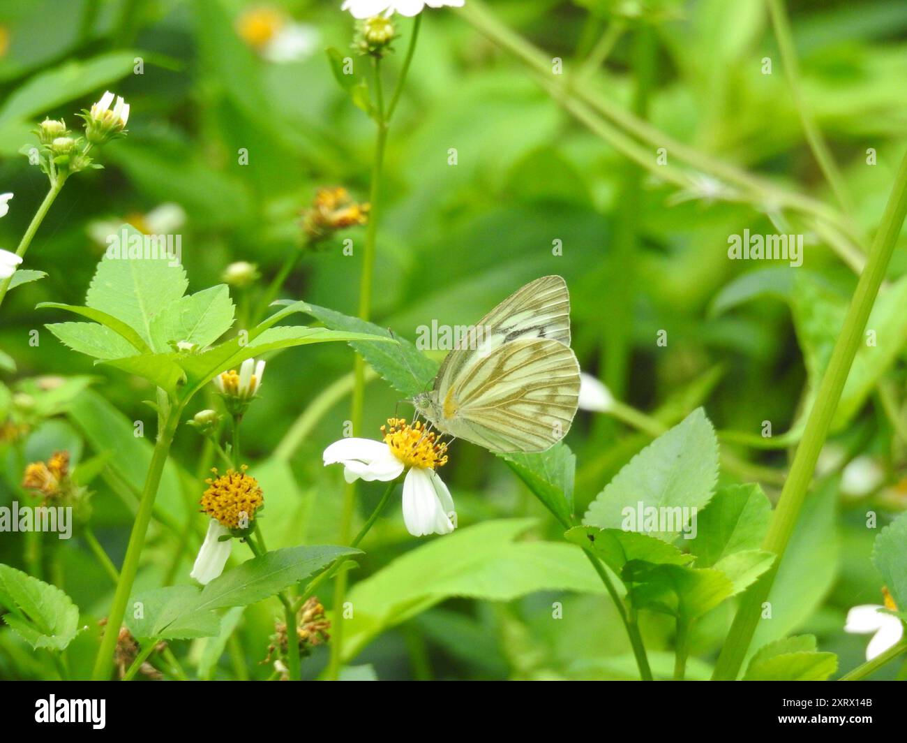 Common Gull (Cepora nerissa) Insecta Stock Photo - Alamy
