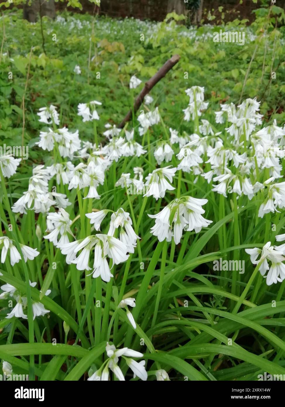 Three-cornered garlic (Allium triquetrum) Plantae Stock Photo - Alamy