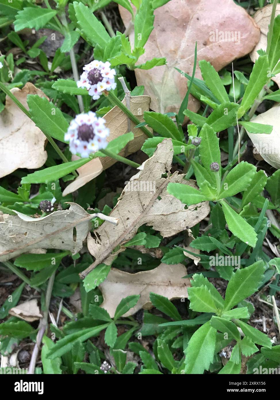 turkey tangle frogfruit (Phyla nodiflora) Plantae Stock Photo - Alamy